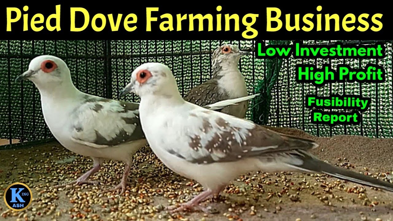 Pied Dove Business Plan | Diamond Pied Dove feasibility | Dove bird ...