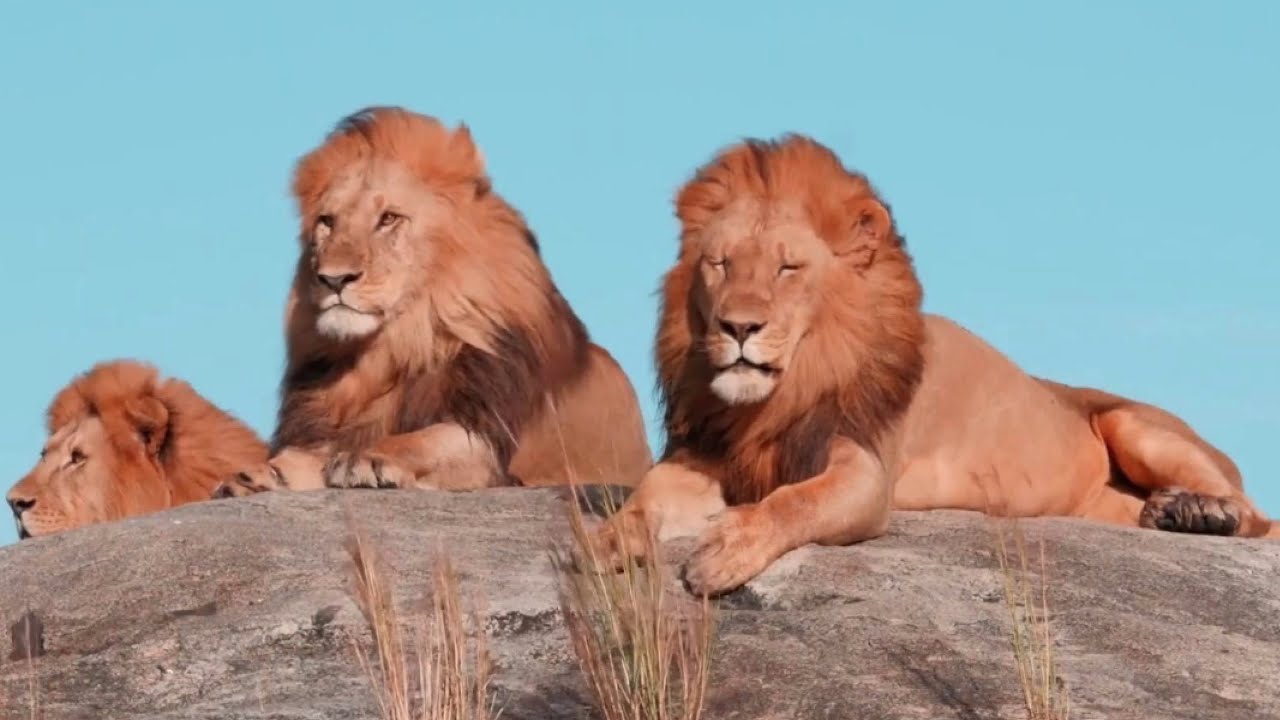 Peaceful Animals with Gentle Music for Deep Relaxation (10 Hours) - YouTube