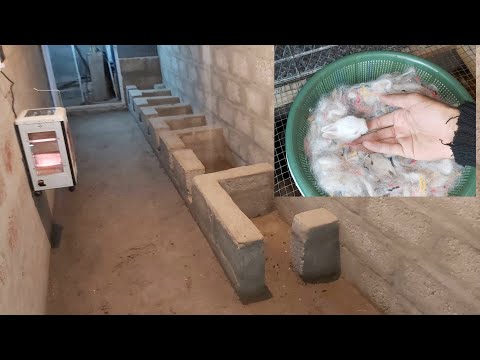 الارانب الايتام صار عمرهم 10 ايام واشتريت ارنبة جديدة
