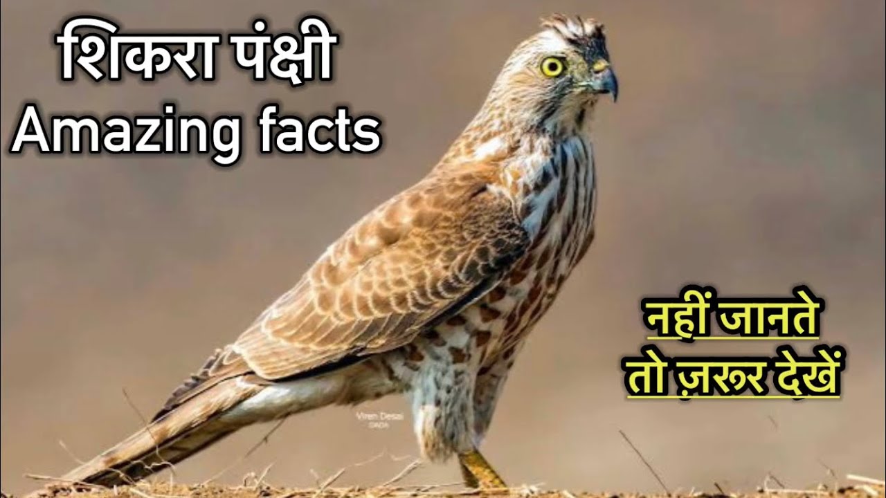 शिकरा पंक्षी के बारे में रोचक तथ्य || Interesting facts about shikara ...