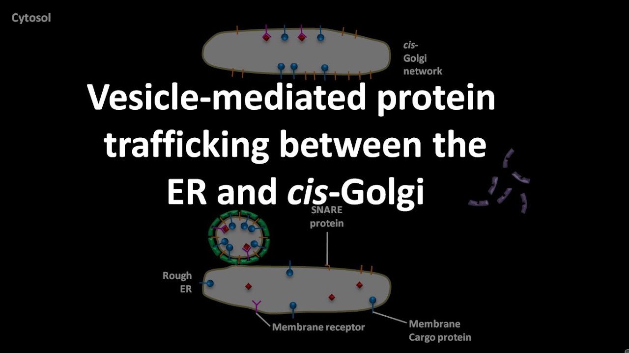 Vesicle mediated protein trafficking between the ER and cis Golgi - YouTube