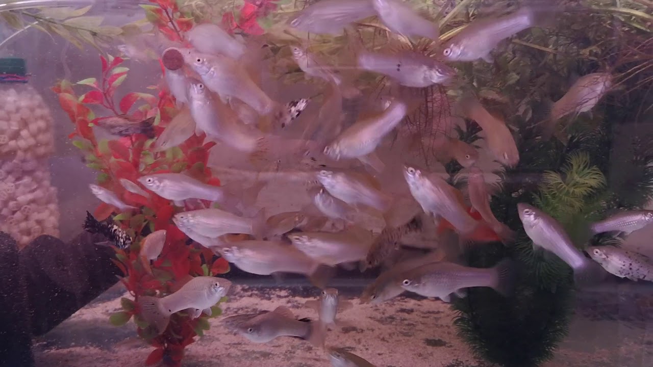 Mopy fish - caqwedual