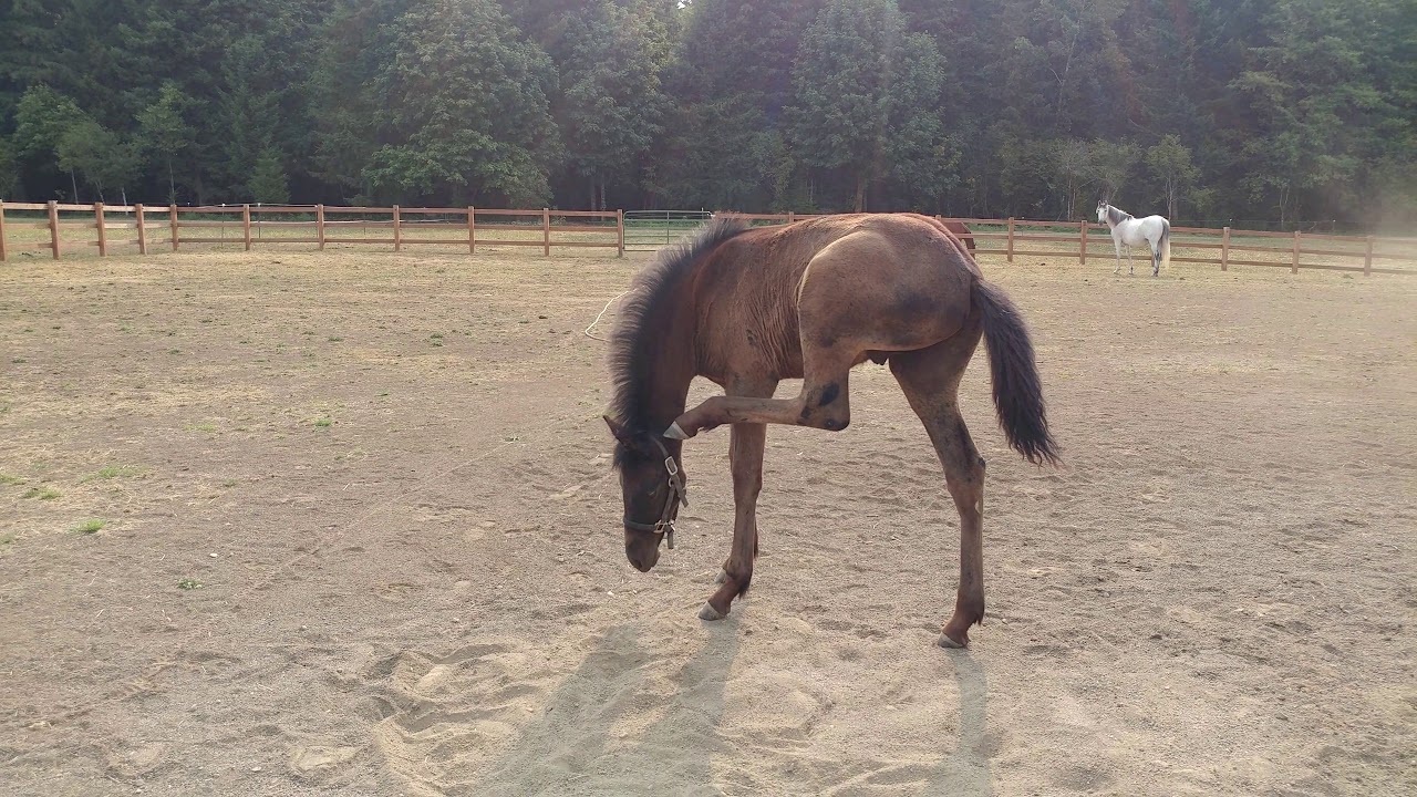 Foal scratches his ear with his hind foot. Very cute! - YouTube