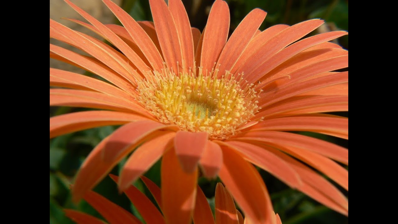 Gerbera jamesonii - YouTube