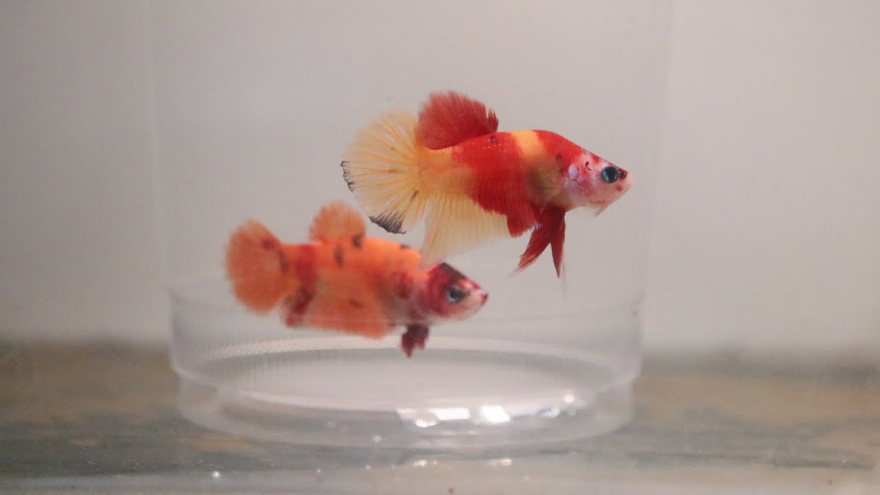 nemo candy betta fish pairs. - YouTube