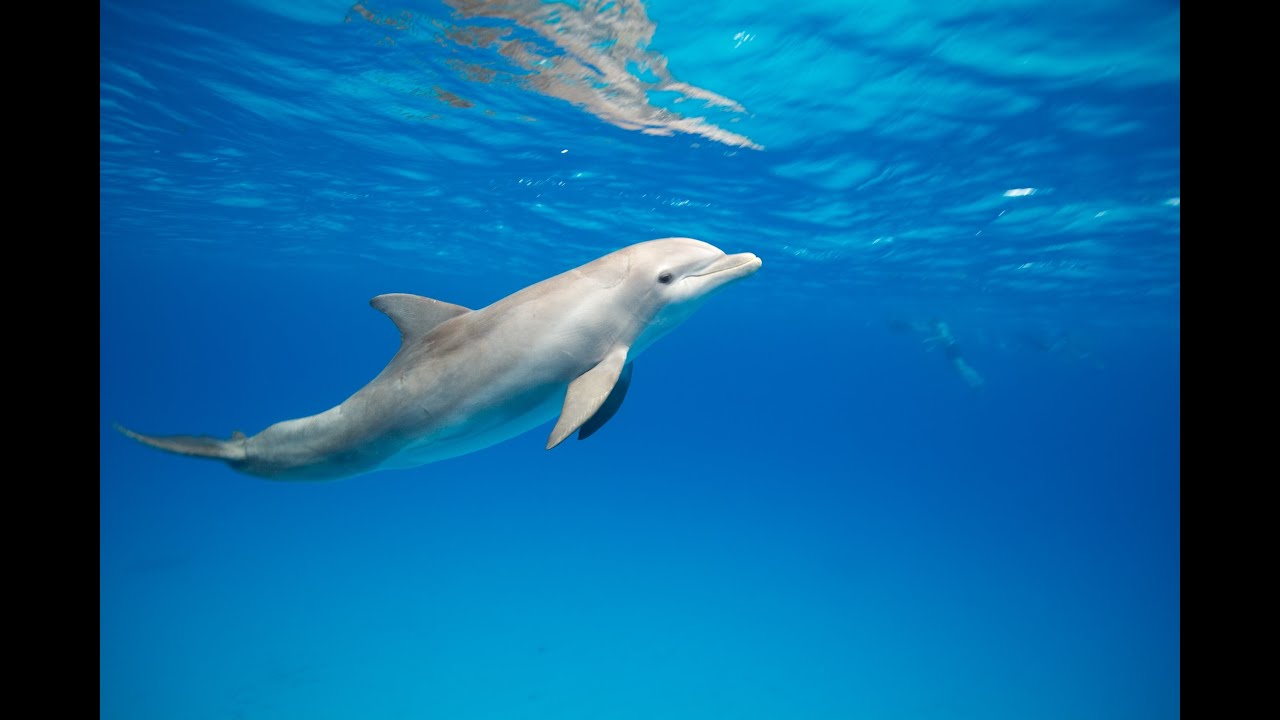 Dolphin Tales 1-2015 - Wild dolphin swims in spring. - YouTube