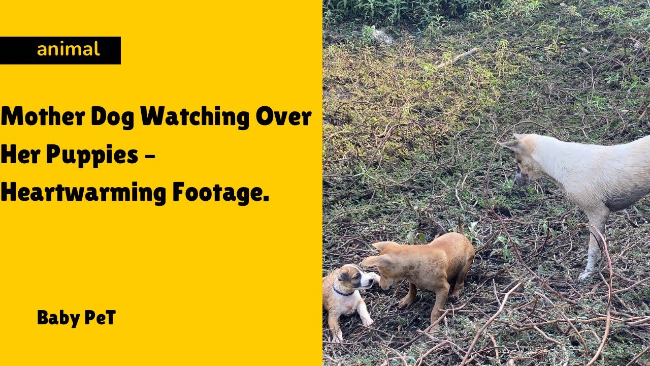 Mother Dog Watching Over Her Puppies – Heartwarming Footage. - YouTube
