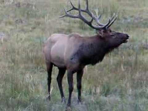bellowing elk - YouTube