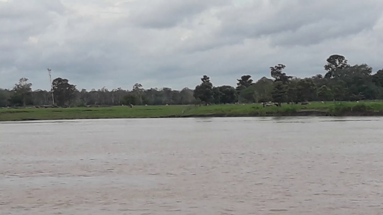 Arvore símbolo da Amazonia ,Sumauma - YouTube