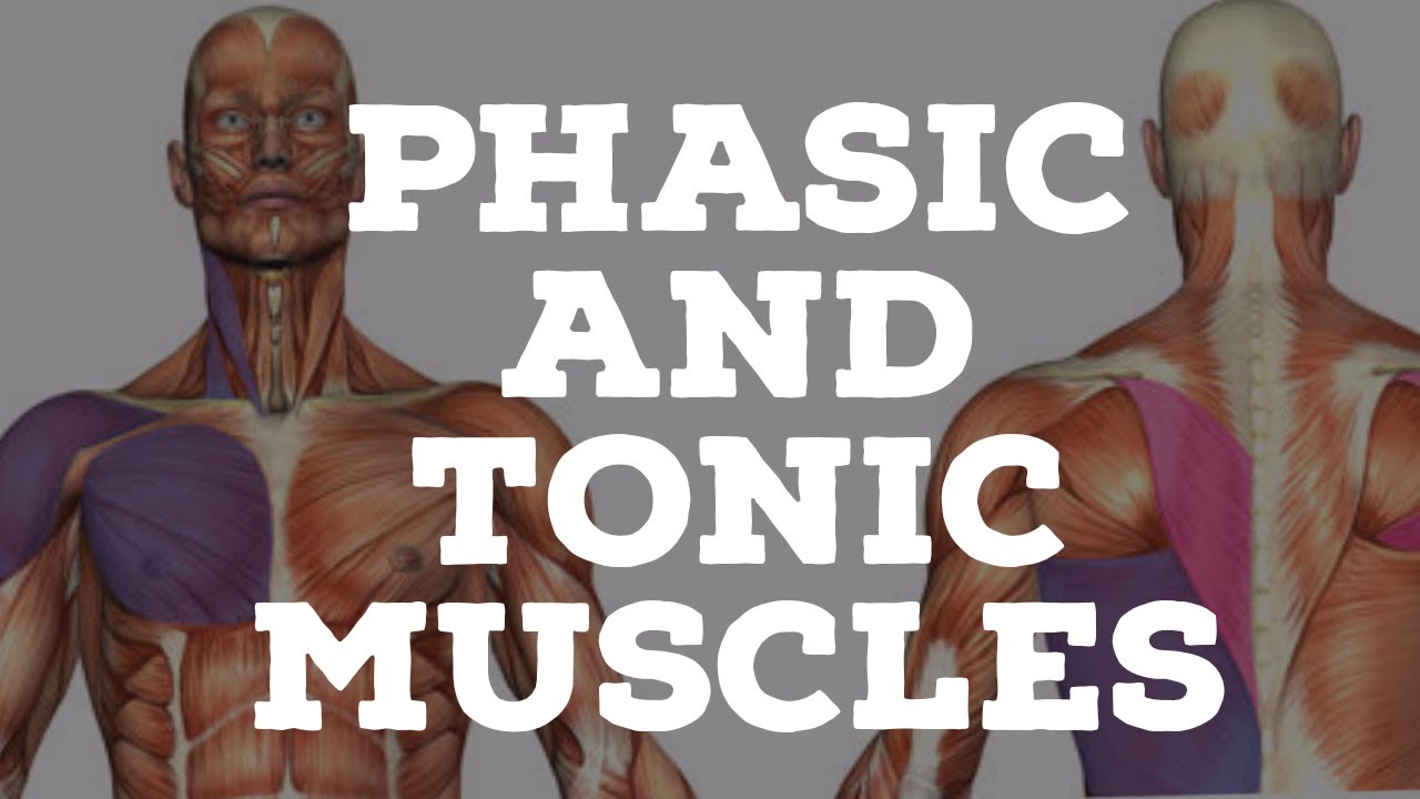 Phasic and tonic muscles - YouTube