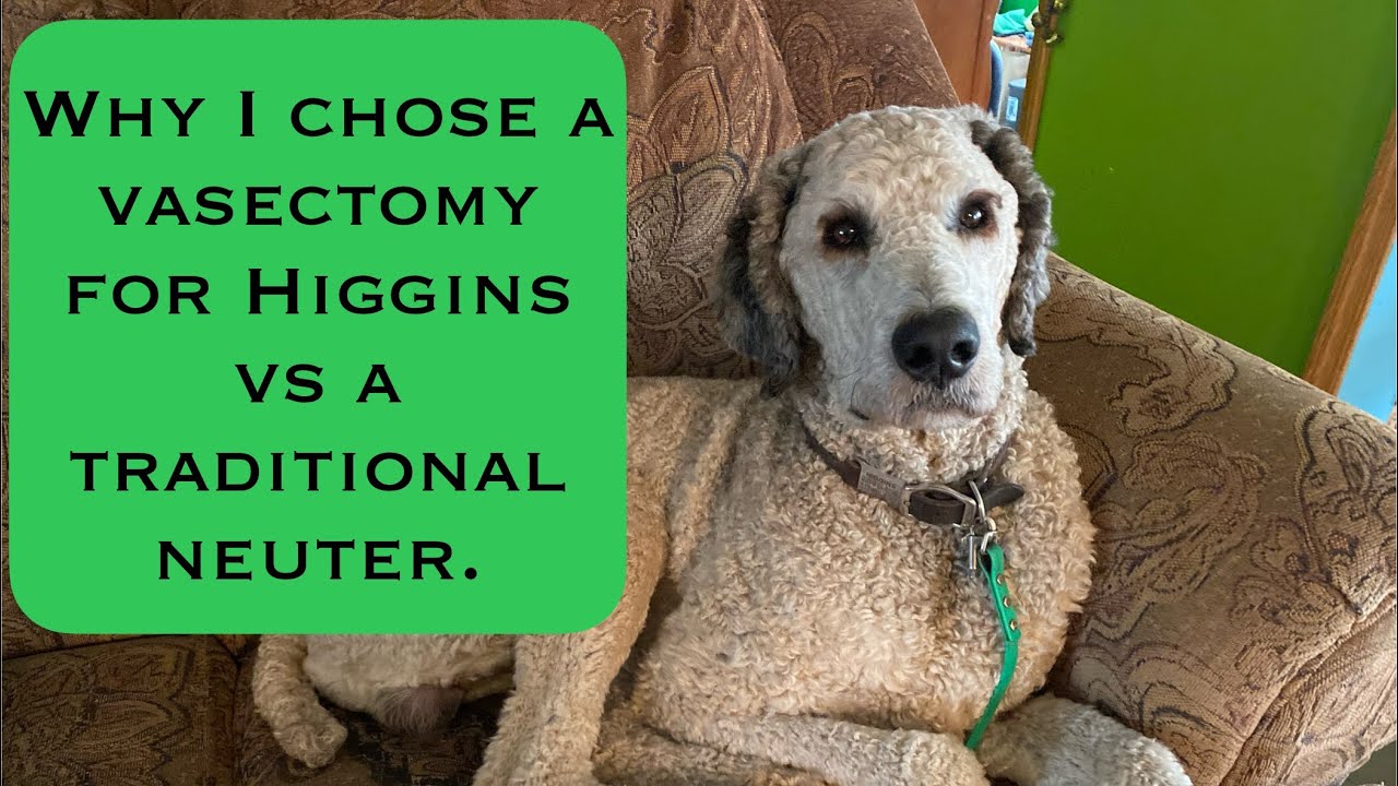 Canine vasectomy vs traditional castration. - YouTube