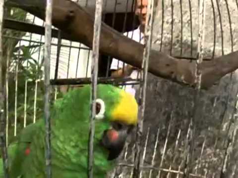 Loro hablando,cantando y riéndose como loco - YouTube