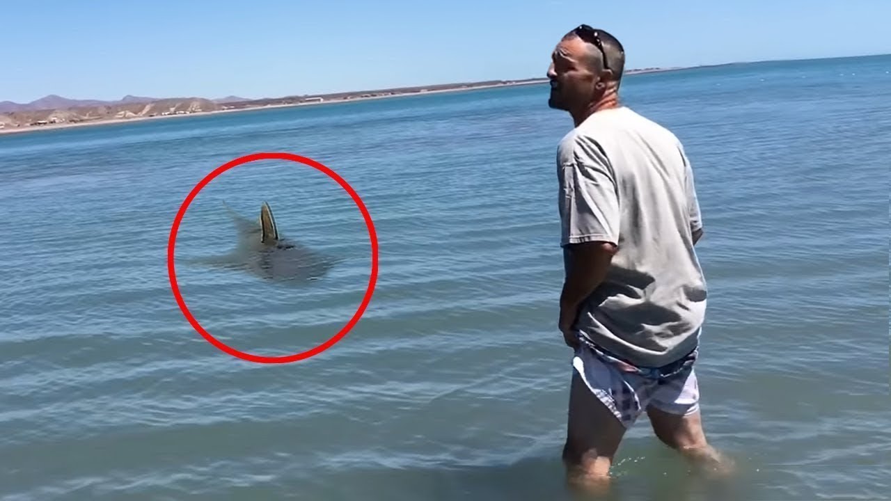 15 Scariest Shark Encounters of The Year - YouTube