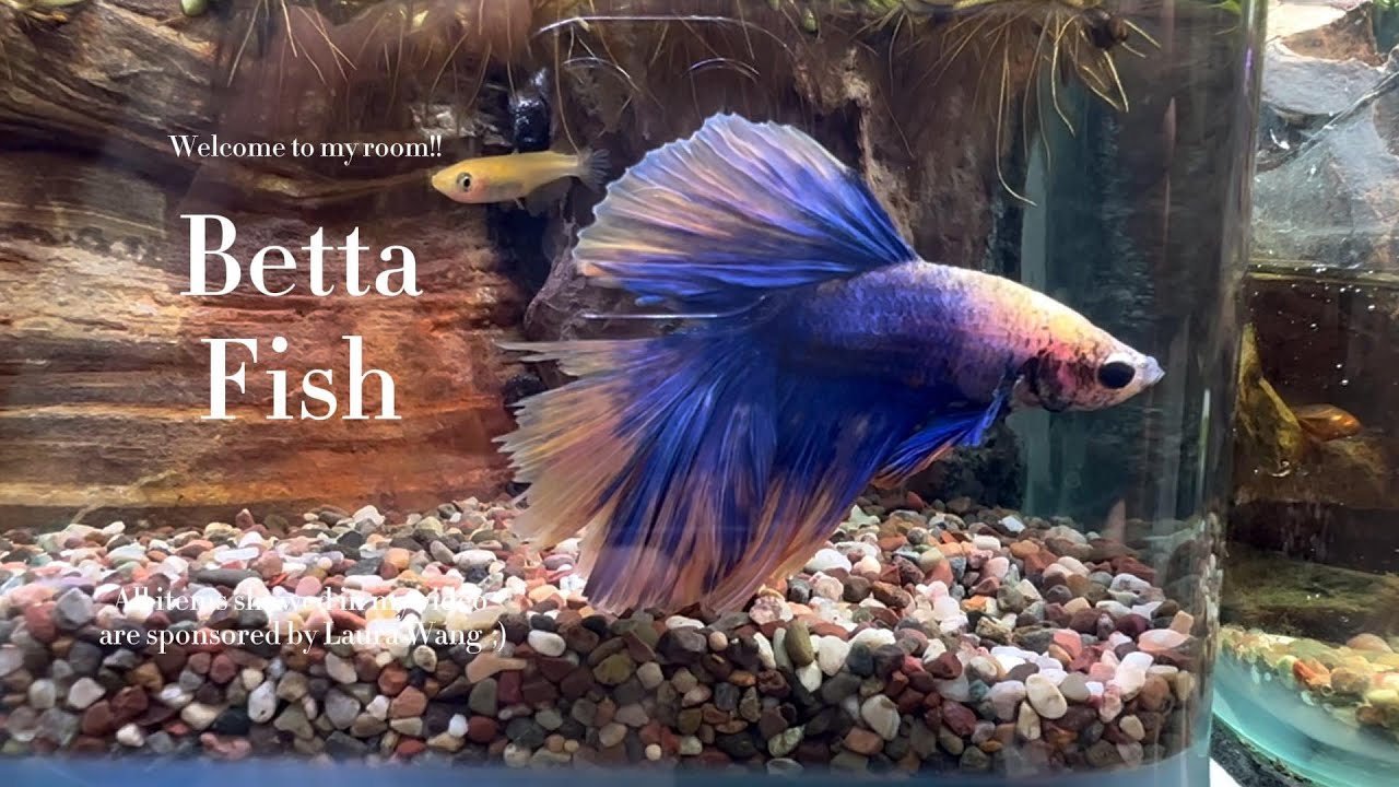Should I get a Betta Fish. She is so beautiful! - YouTube