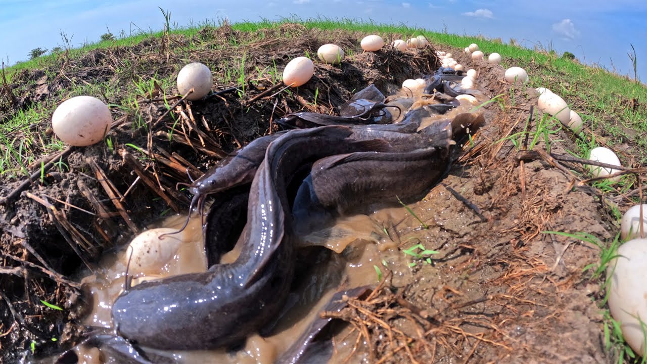 OMG Amazing - a man catch a lot of fish and pick eggs at rice field in ...