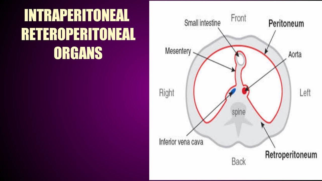 INTRA PERITONEAL AND RETROPERITONEAL ORGANS GROSS ANATOMY - YouTube