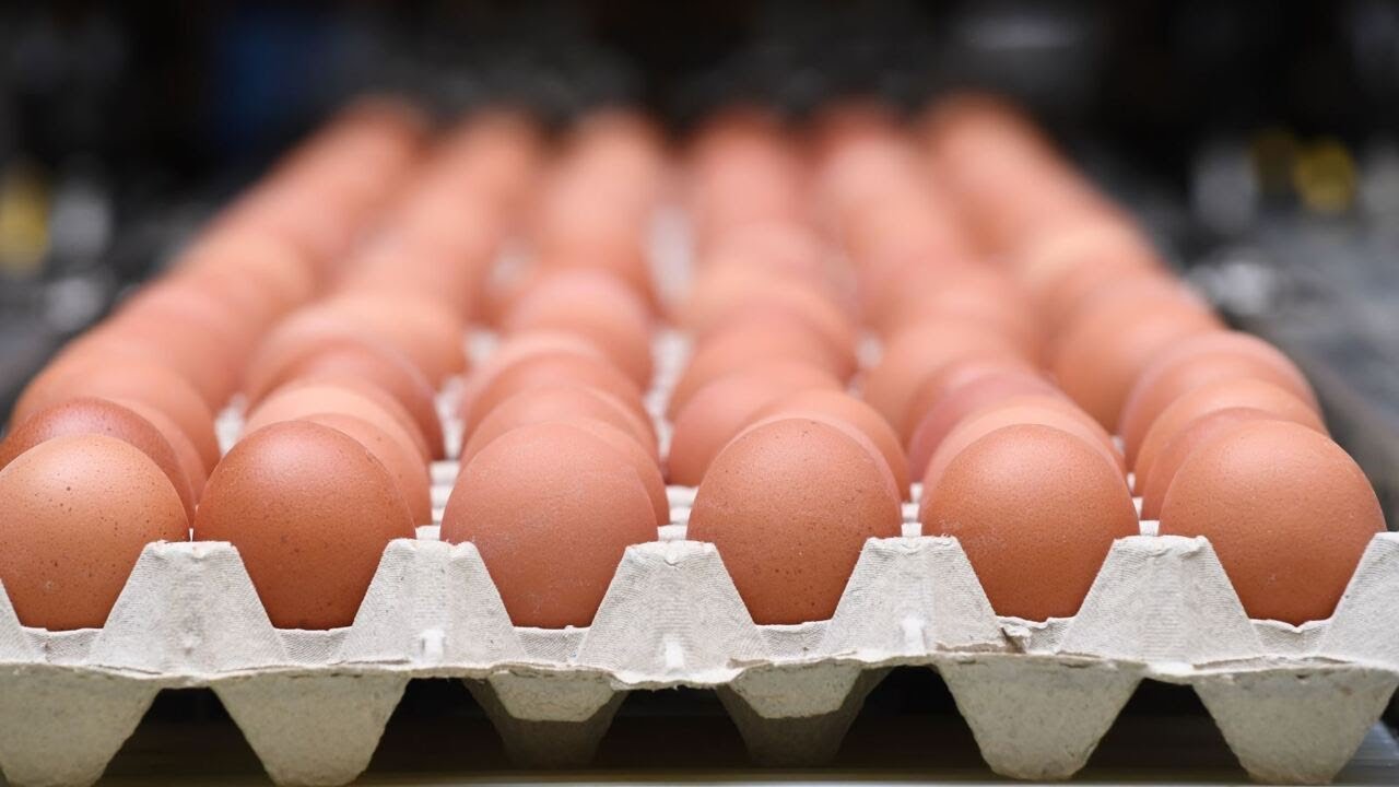 US border officials report soaring number of egg smugglers - YouTube