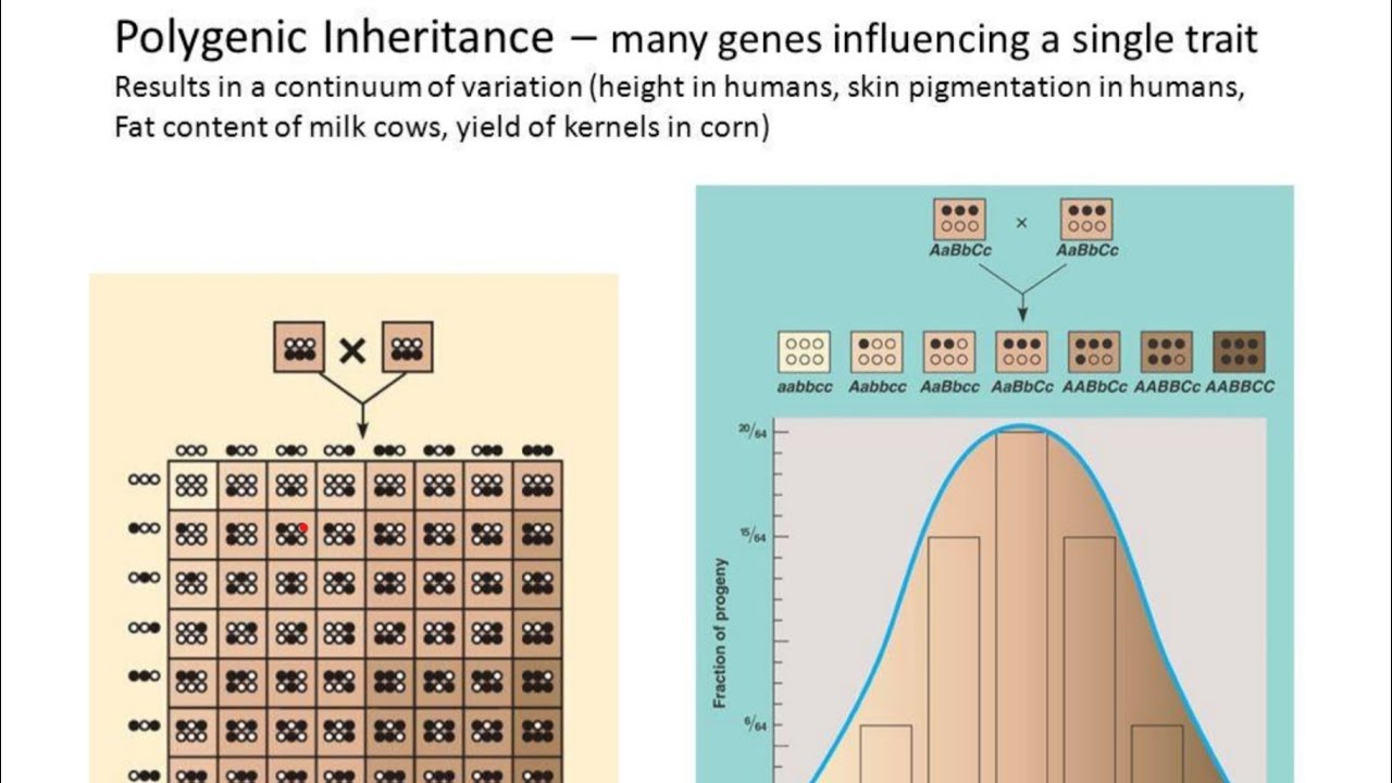 เรียน ชีววิทยา เรื่อง polygene - YouTube