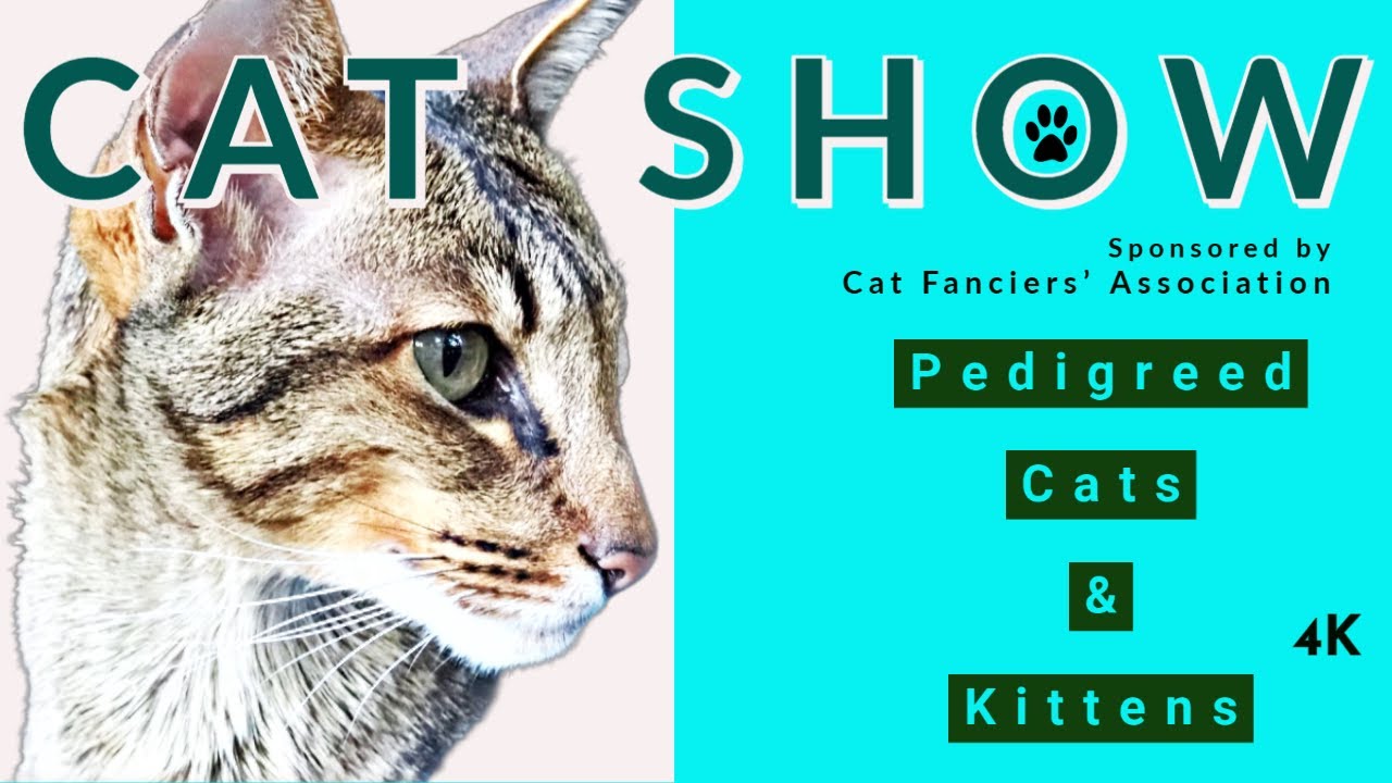 Daisy's Diary: CFA All Breed Cat Show with Bengal, Maine Coon, Devon ...