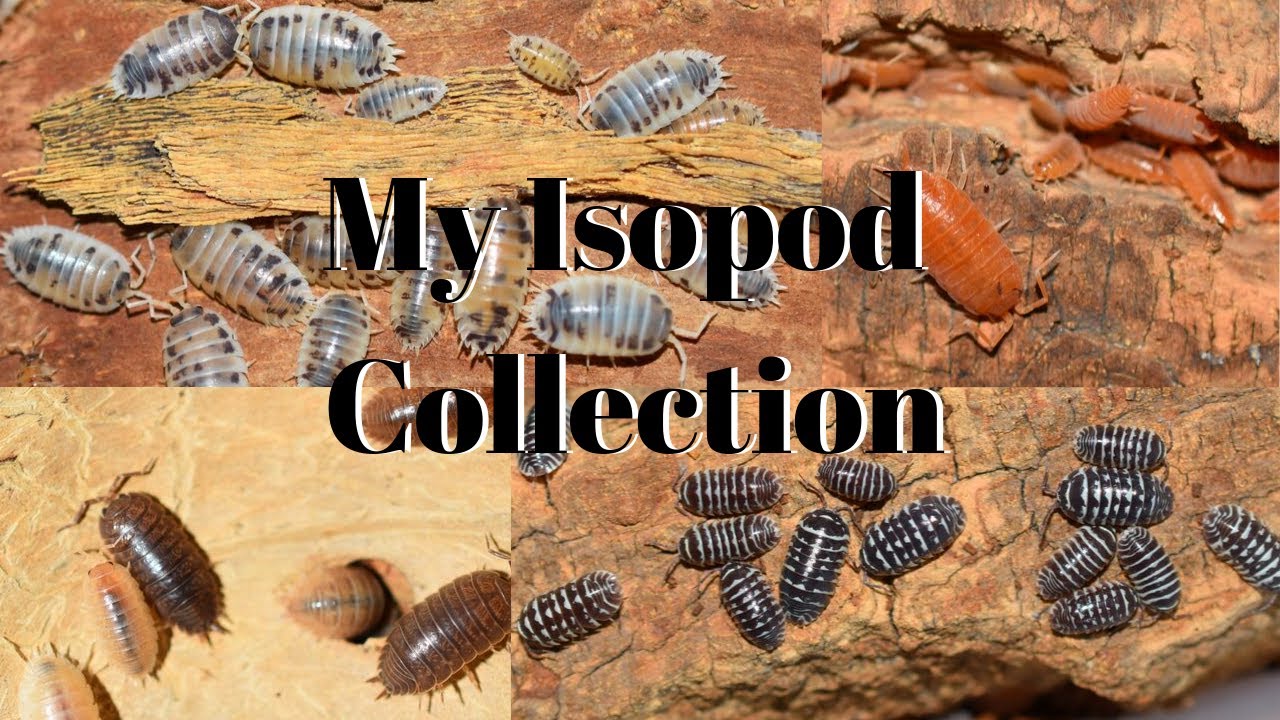 Isopods My Collection & Basic Care - YouTube