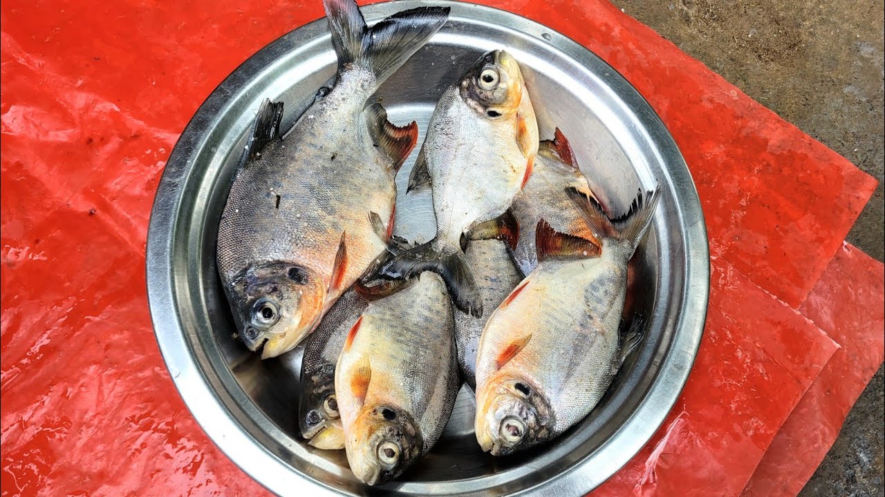 Roopchand fish recipe ll indian river fish ll Roopchand fish curry ll ...