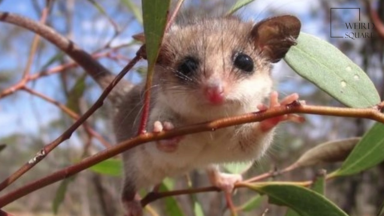 Interesting facts about western pygmy possum by weird square - YouTube