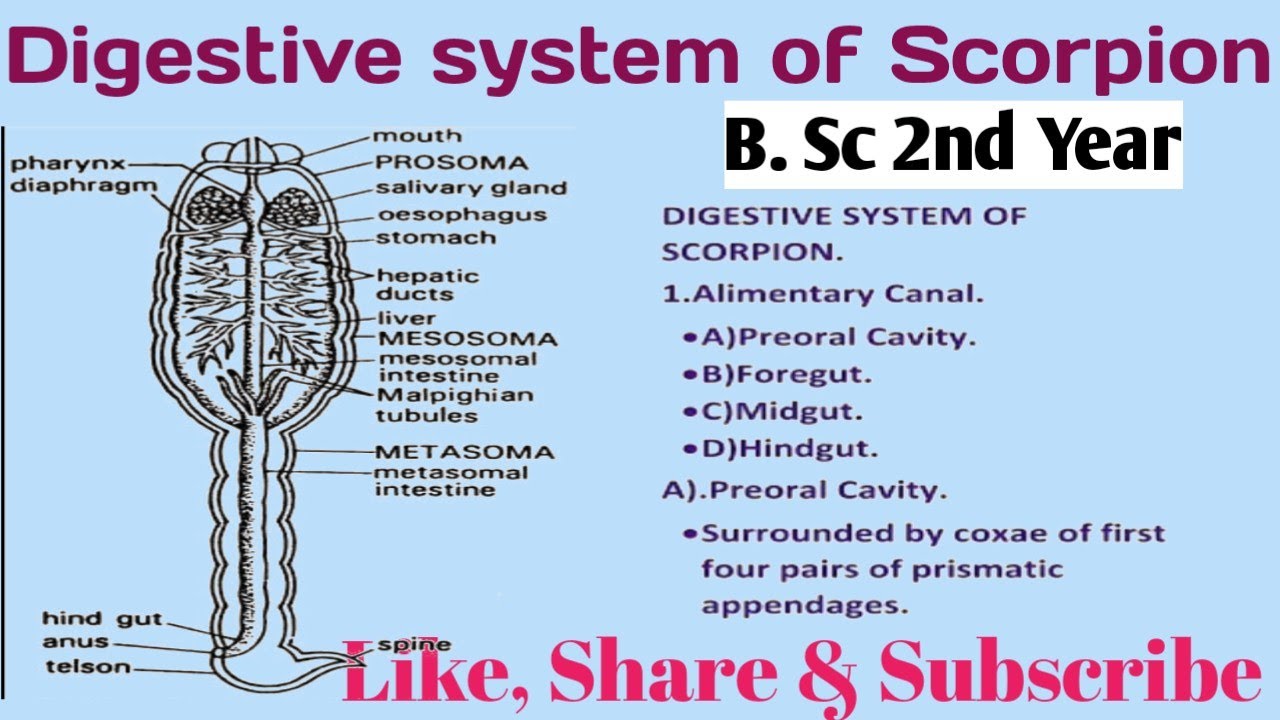 Digestive system of Scorpion || B. Sc 2nd Year - YouTube
