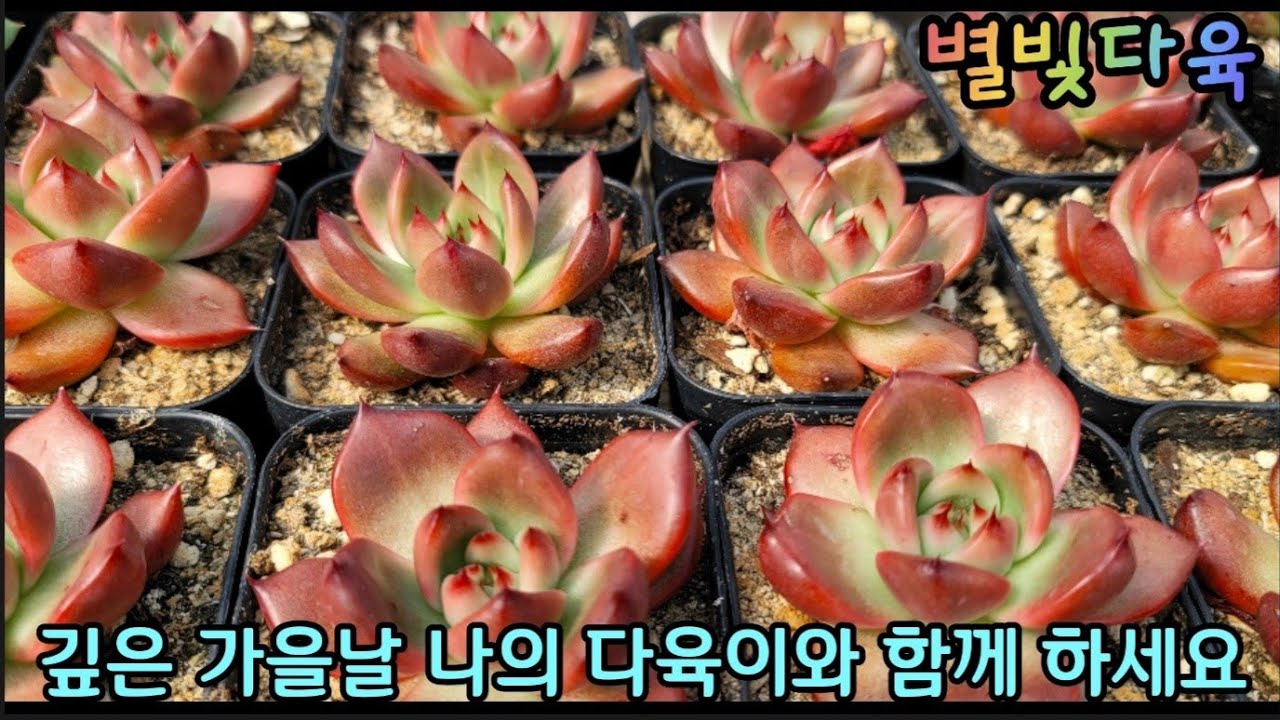 220926별빛다육명품다육환엽제이드스타초특가묵은둥이화이트그리니백봉군생귀품다육레드다이아몬드펄인기다육먼로철화샤포테군생2천원다육succulent