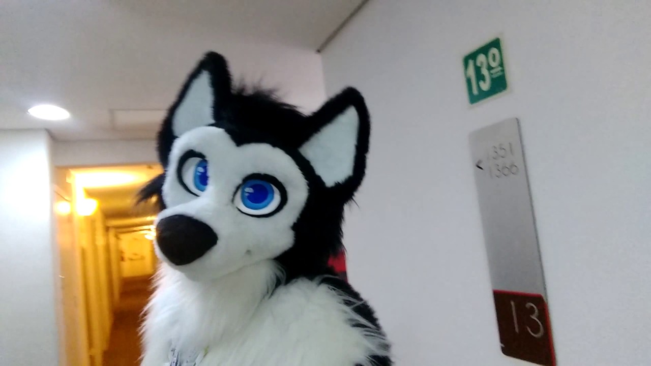 BFF 2017 o fursuit husky (rick Balito) e evento de bff - YouTube