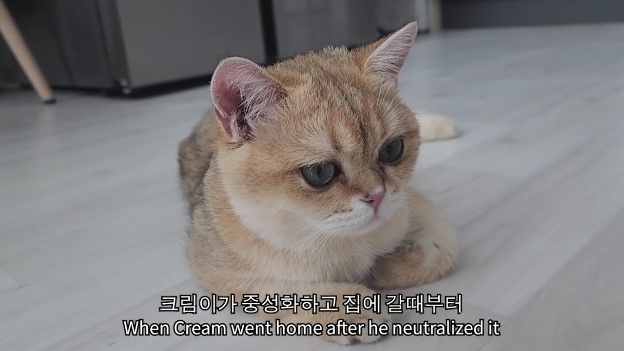 [ENG] Lydia vlog #45| 아깽이가 중성화 수술한후 울고 있어요 | 아깽이가 너무 울어서 다크써클이 내려왔네요 ㅠㅠ ...