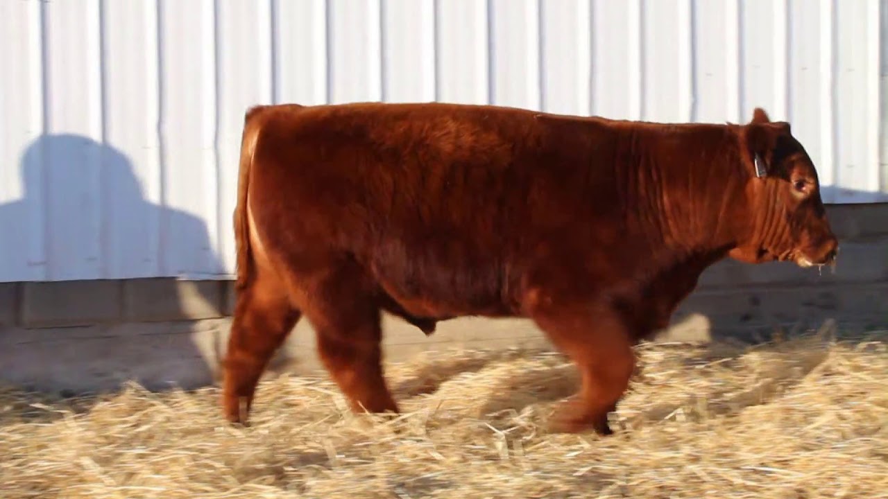Lot 4 Red Angus Bull Nebraska Cattlemen's Classic - YouTube