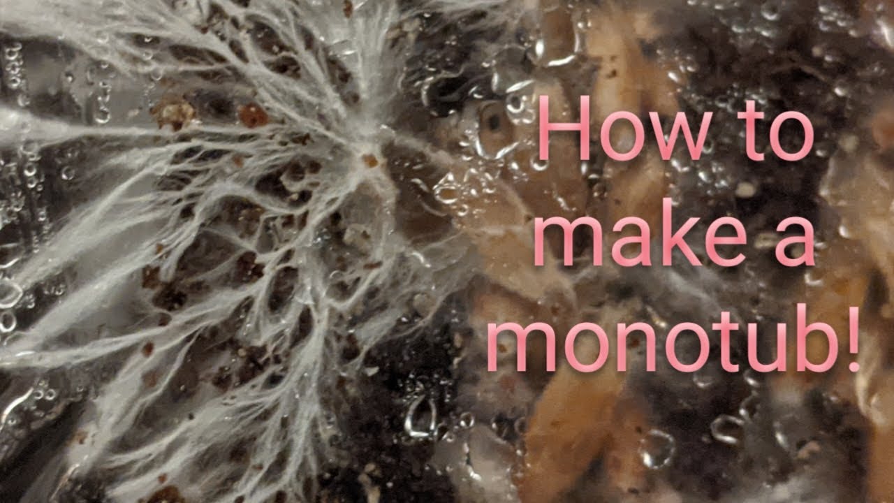 How to grow mushrooms. How to make a mono-tub. - YouTube