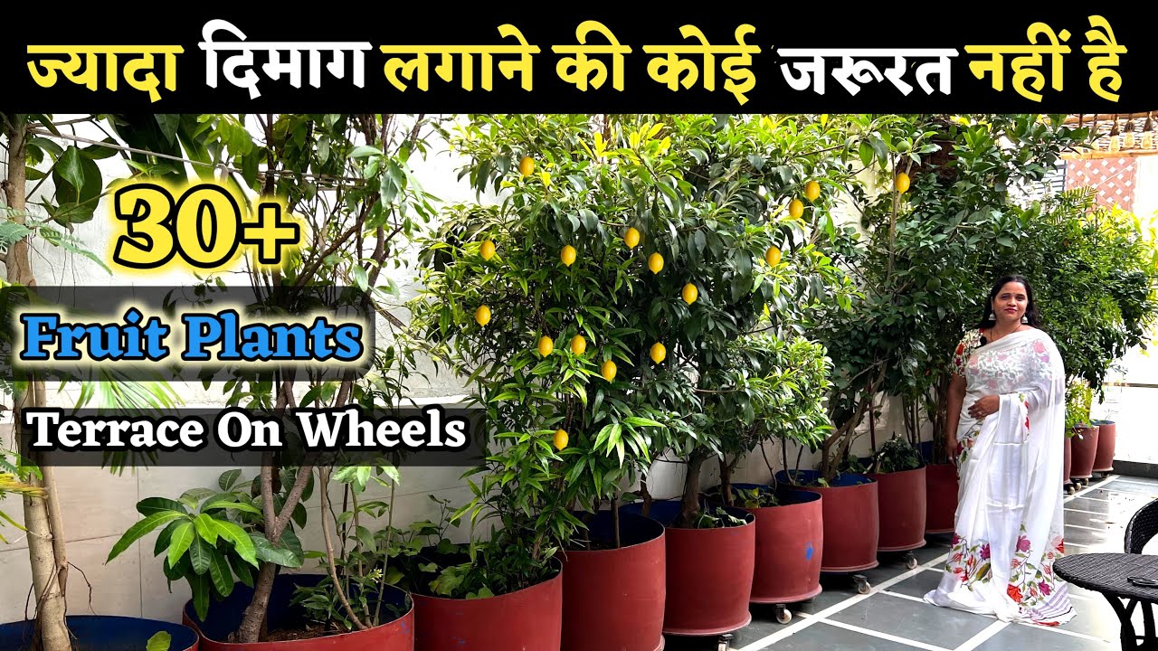 TERRACE ON WHEELS Garden 30+ Fruit Tree Garden on Terrace देखिए GARDEN ...
