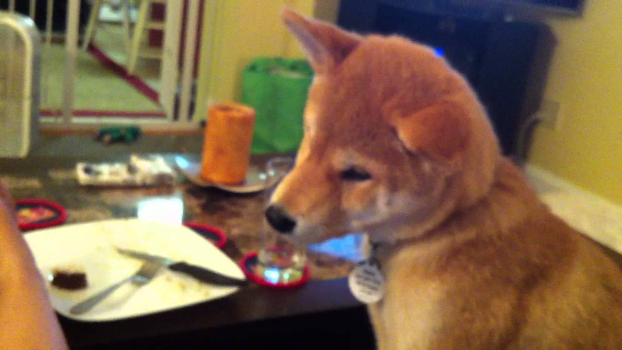 Confused Shiba Inu pup - YouTube