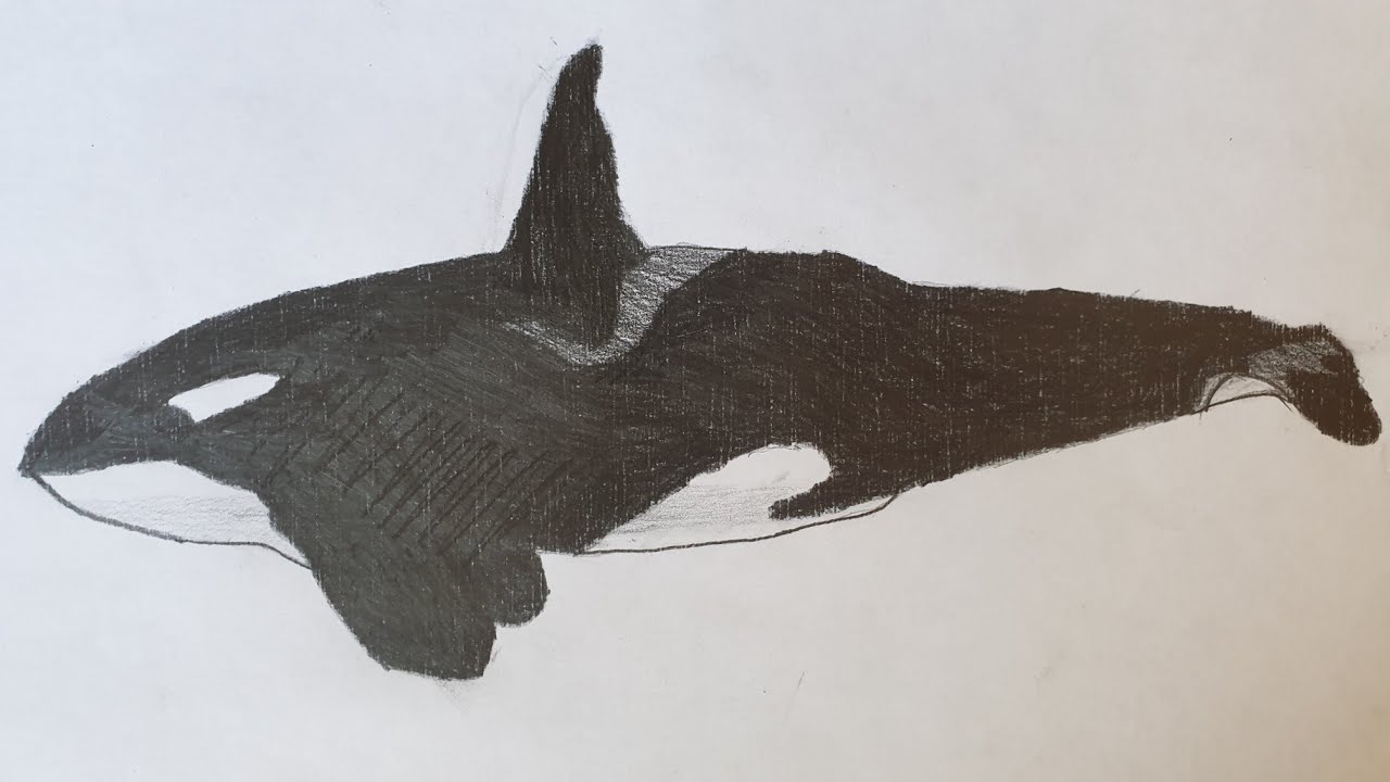 Cum desenez o Balenă Ucigașă (Orca) | Desene în creion | - YouTube
