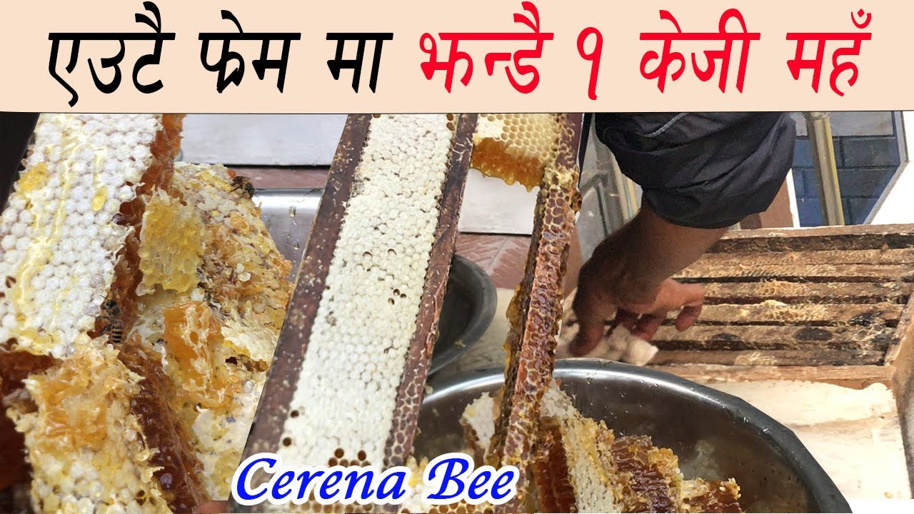 Cerena Bee & Honey | यती चाक्ला फे्म झन्डै १ kg मह एउटै फे्म मा | Honey ...