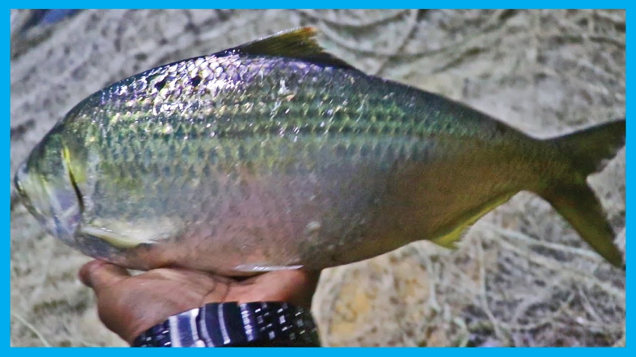 Amazing Fast Hilsa Fishing Skill (PART 115) - Catching Hilsa Fish Big ...