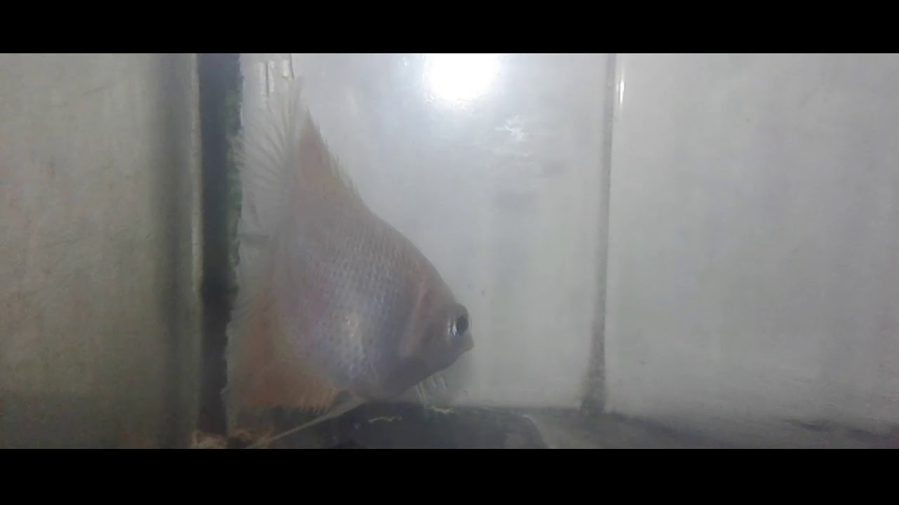 My NEW Giant gurami Fish - YouTube