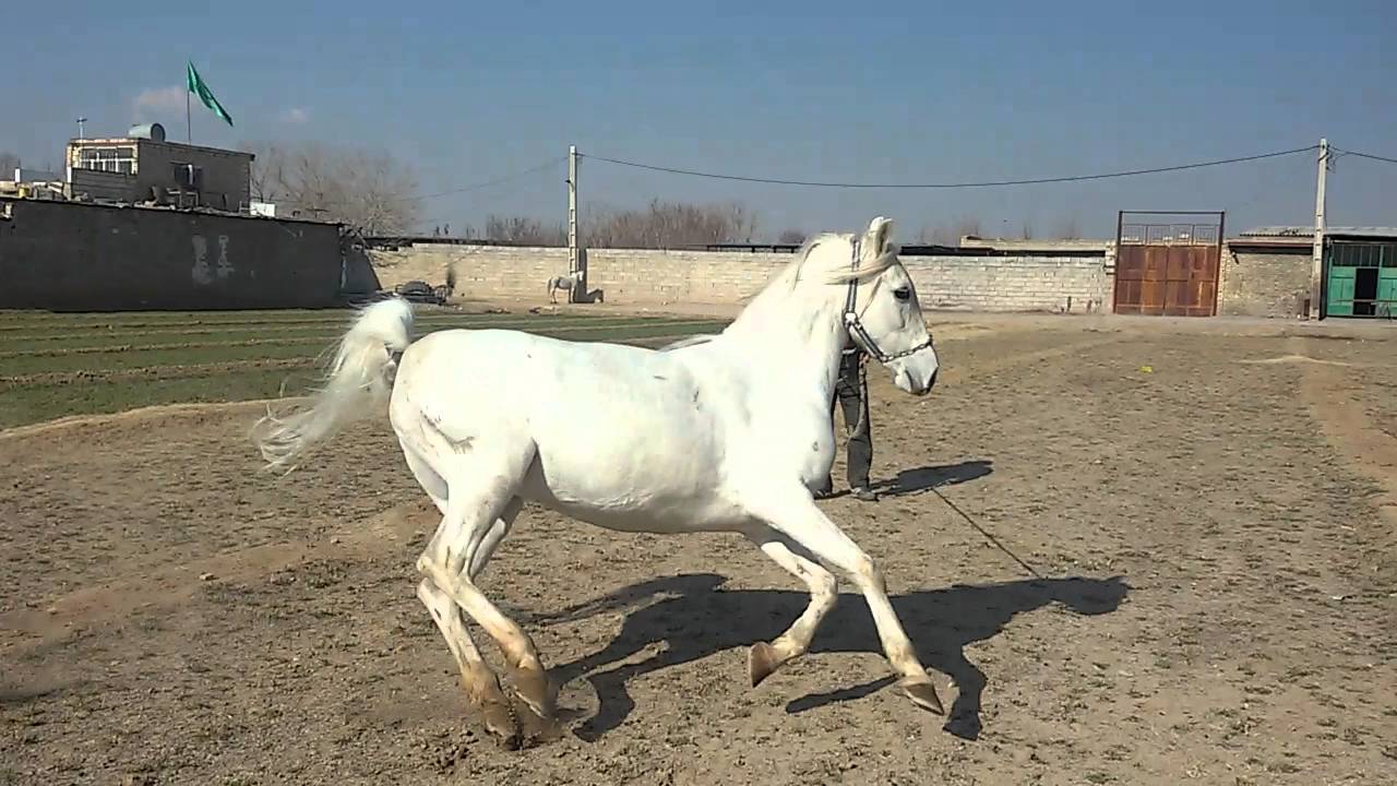 Persian horse ملکه زیبایی - YouTube