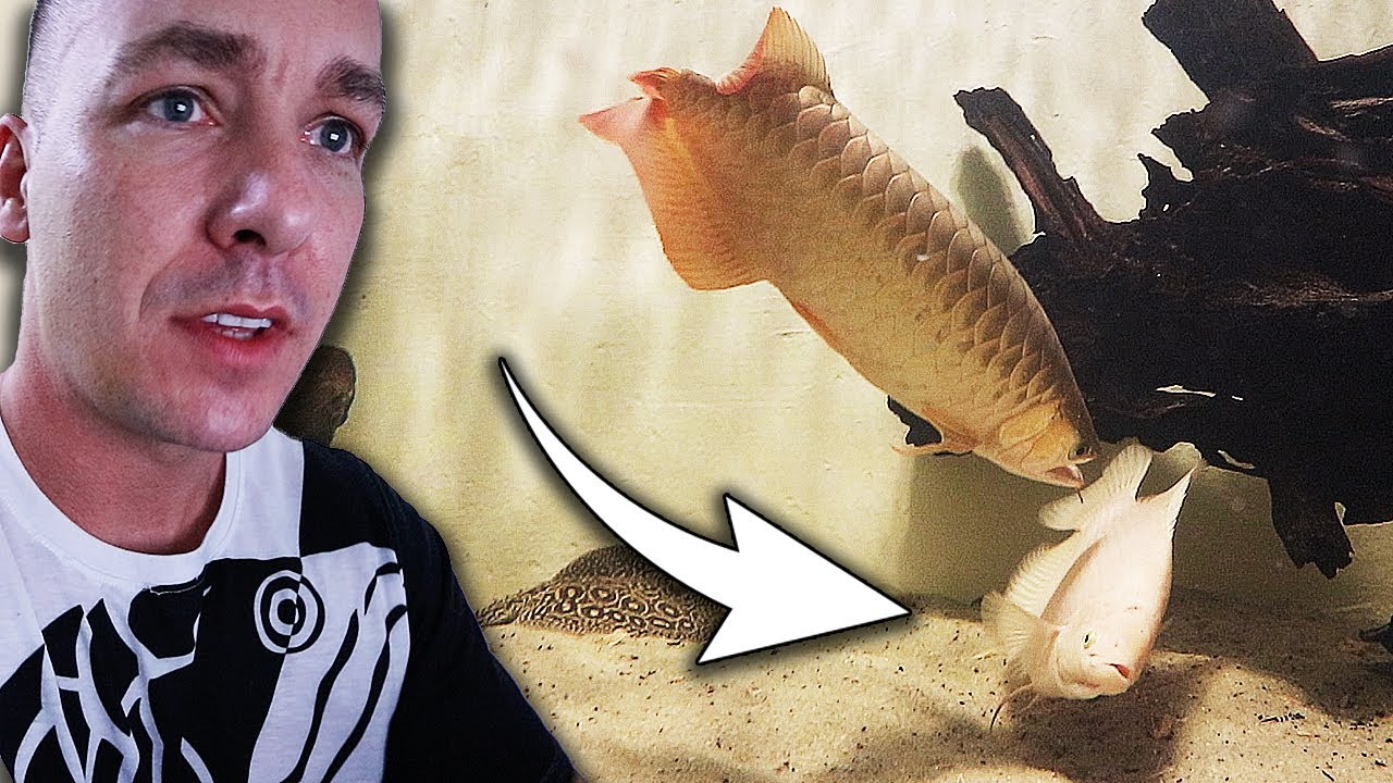 MONSTER FISH ATTACKED in the 2000g aquarium??? - YouTube
