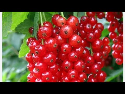 FRENK ÜZÜMÜ REÇELİ 💯 #frenkuzumu #recel