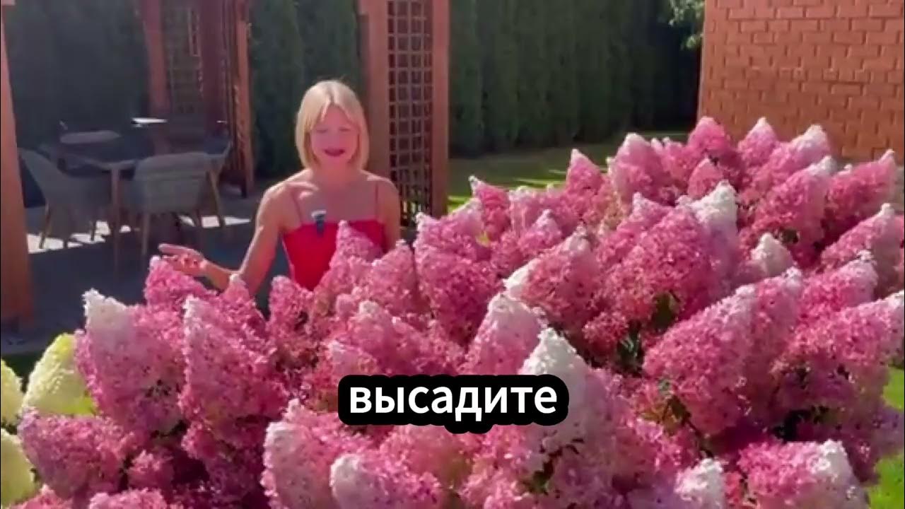 Распродажа саженцев гортензий - YouTube