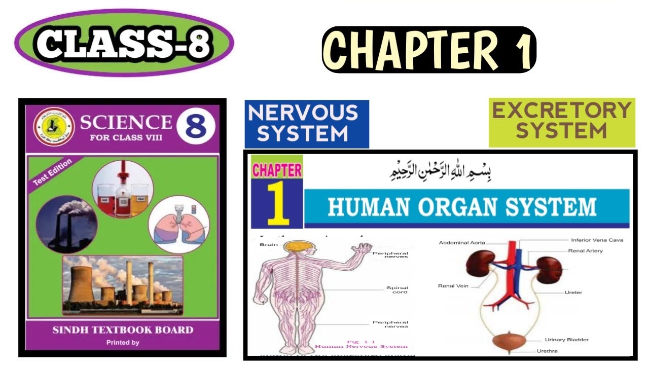 Class 8 Science Chapter 1 Human Organ System | Nervous System ...
