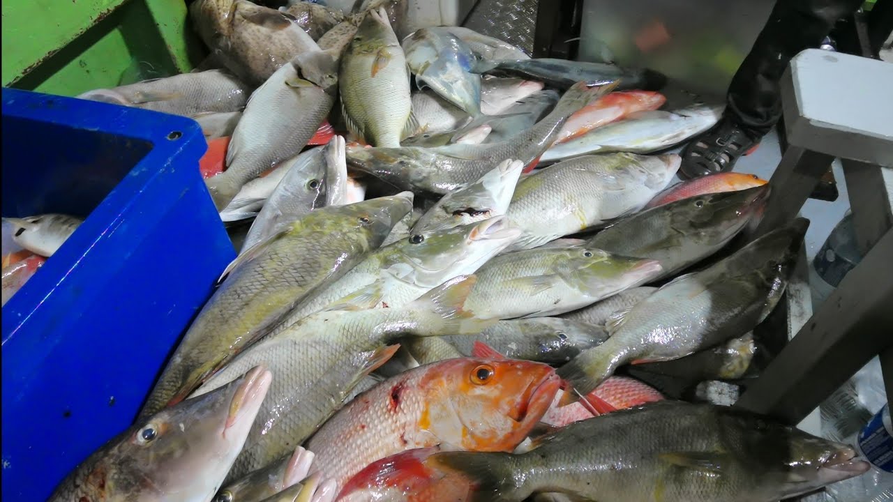 Lousu seastar black 17-20 Oct 2024 - YouTube