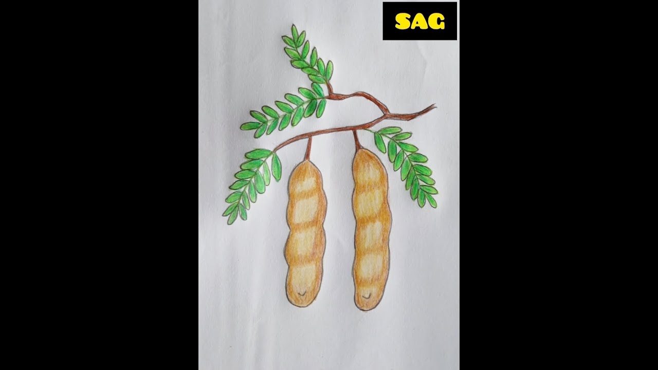 Tamarind plant drawing. Tamarind sour fruit plant, A source of vitamin ...