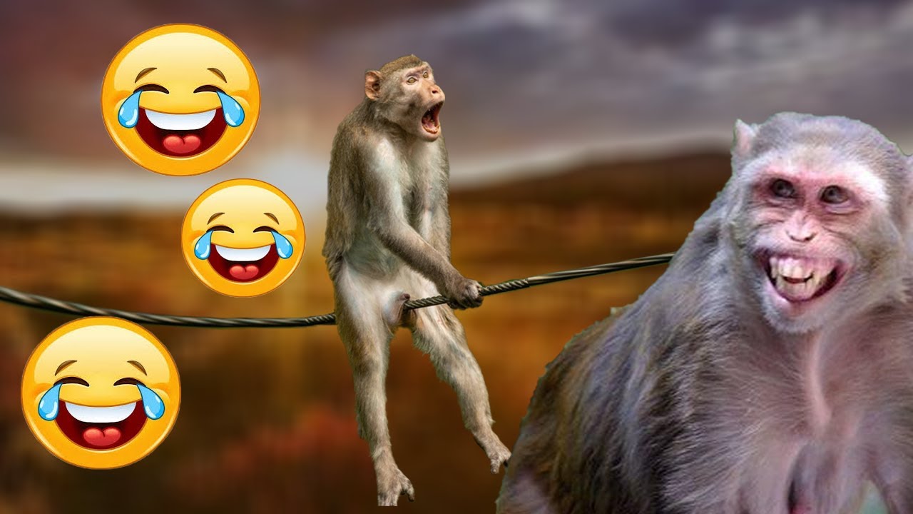 Monkey King is stuck on a rope and Alone Monkey Fights With Wild ...