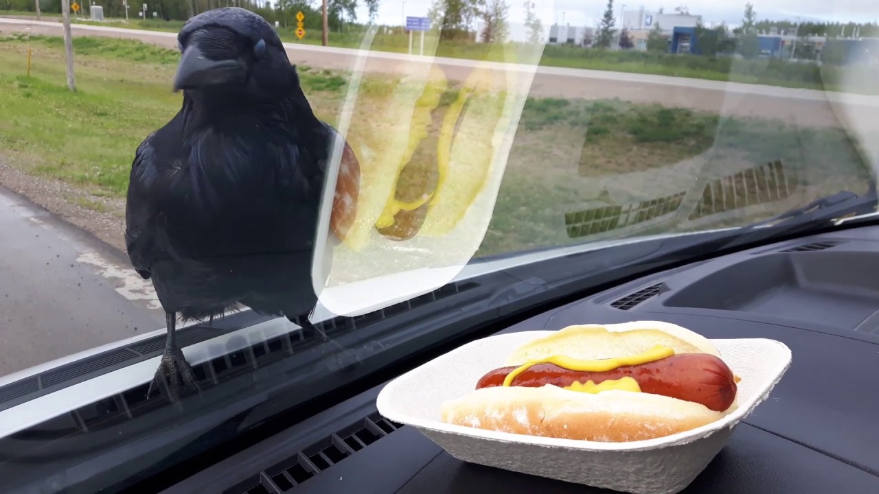 Rascally Raven tries to steal hot dog - YouTube