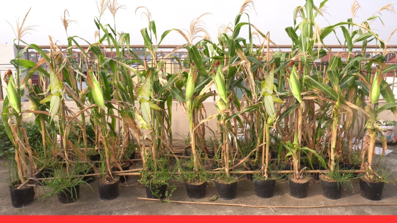It's Too Much Fruit, The Secret Of Growing Large And Abundant Corn At ...