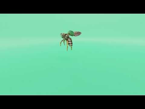 Bee Flying animation in blender - YouTube