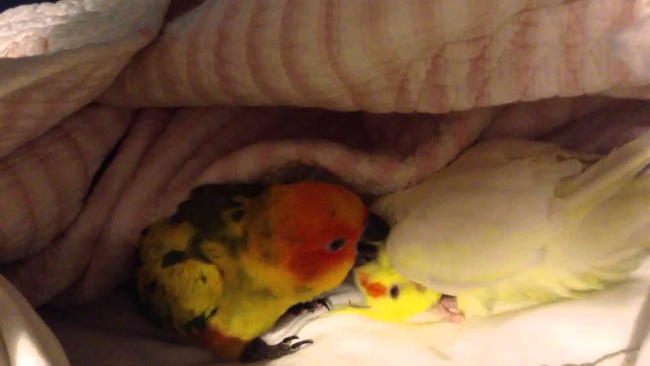 Bird beck massage - YouTube